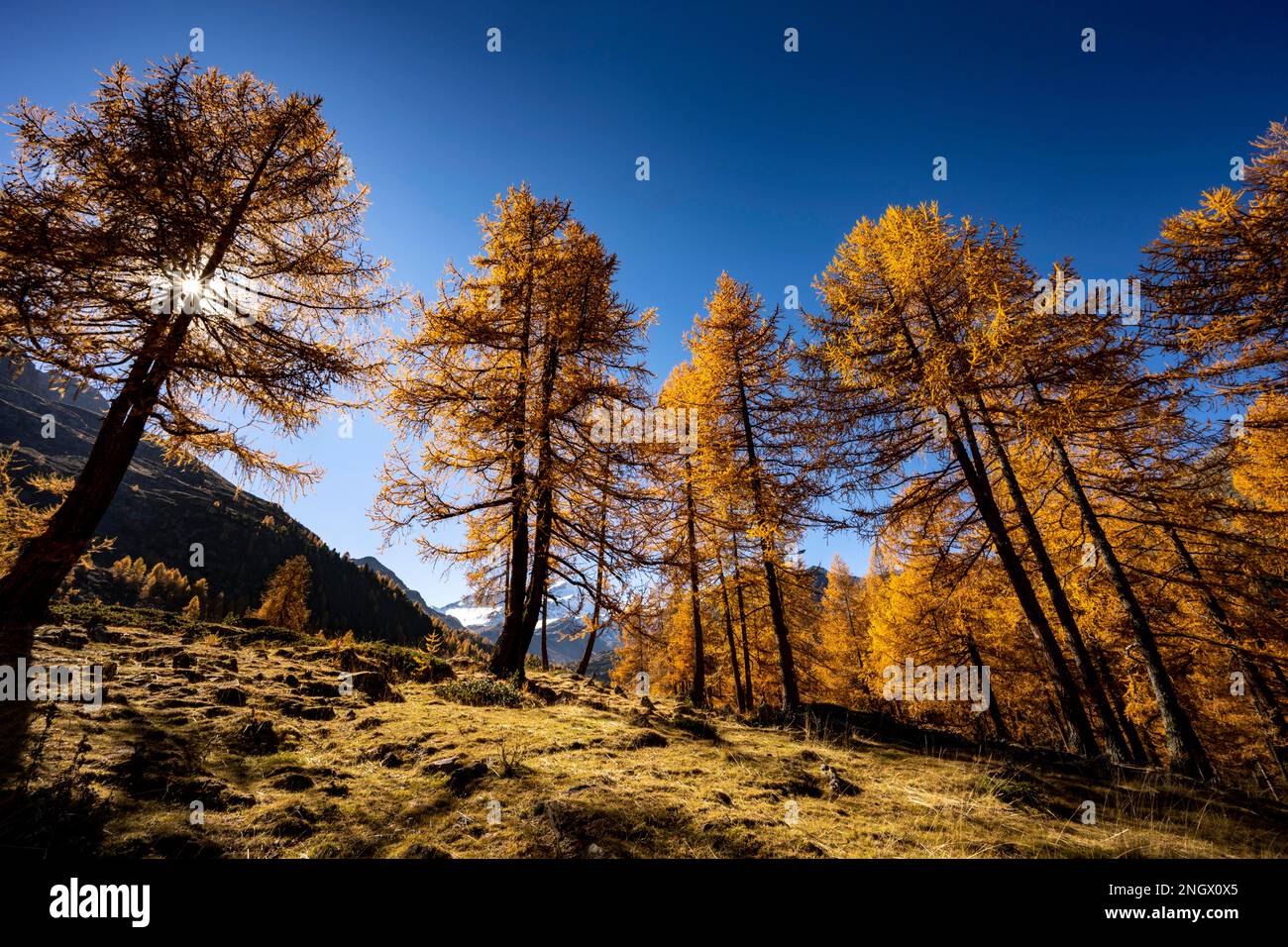 Autumn larches (Larix) on mountain meadow, Martell Valley, Merano ...