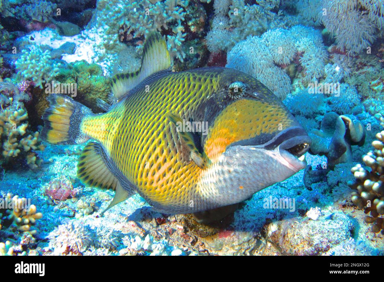 Titan triggerfish (Balistoides Viridescens), Elphinstone Reef dive site ...