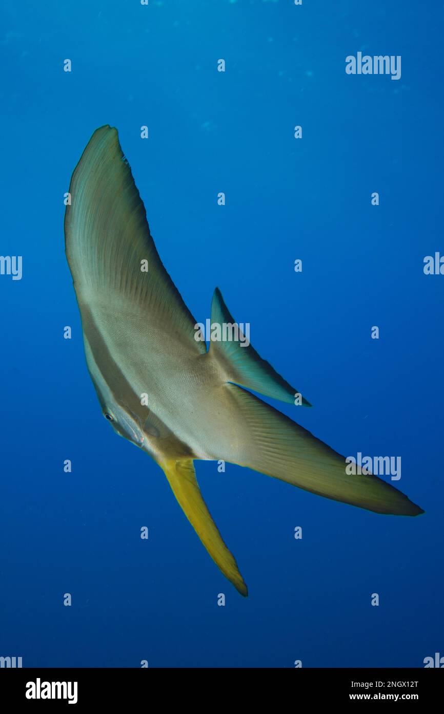 Juvenile roundhead batfish (Platax orbicularis), solid blue background ...