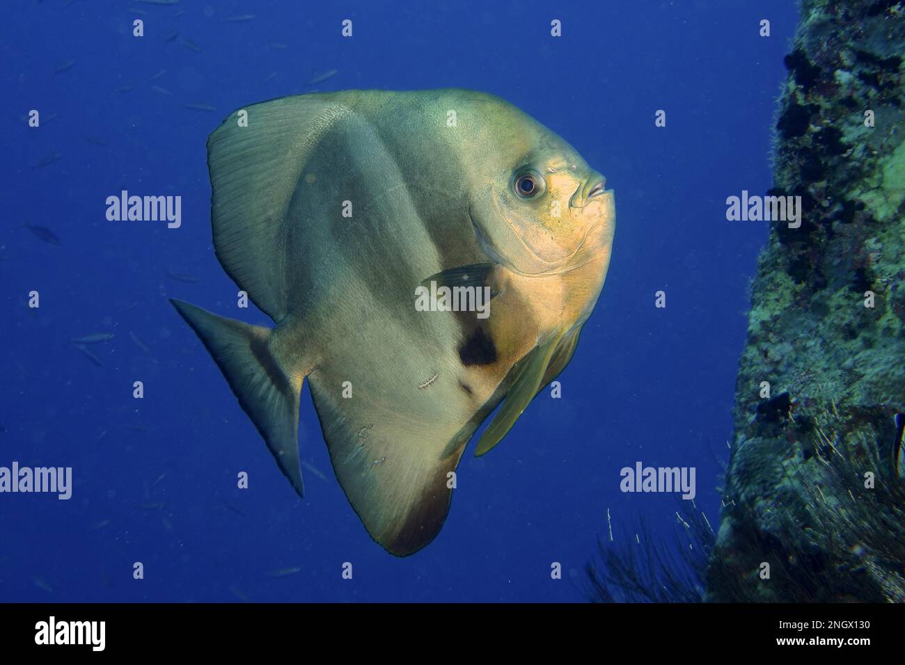 Orbicular batfish (Platax orbicularis), solid blue background ...