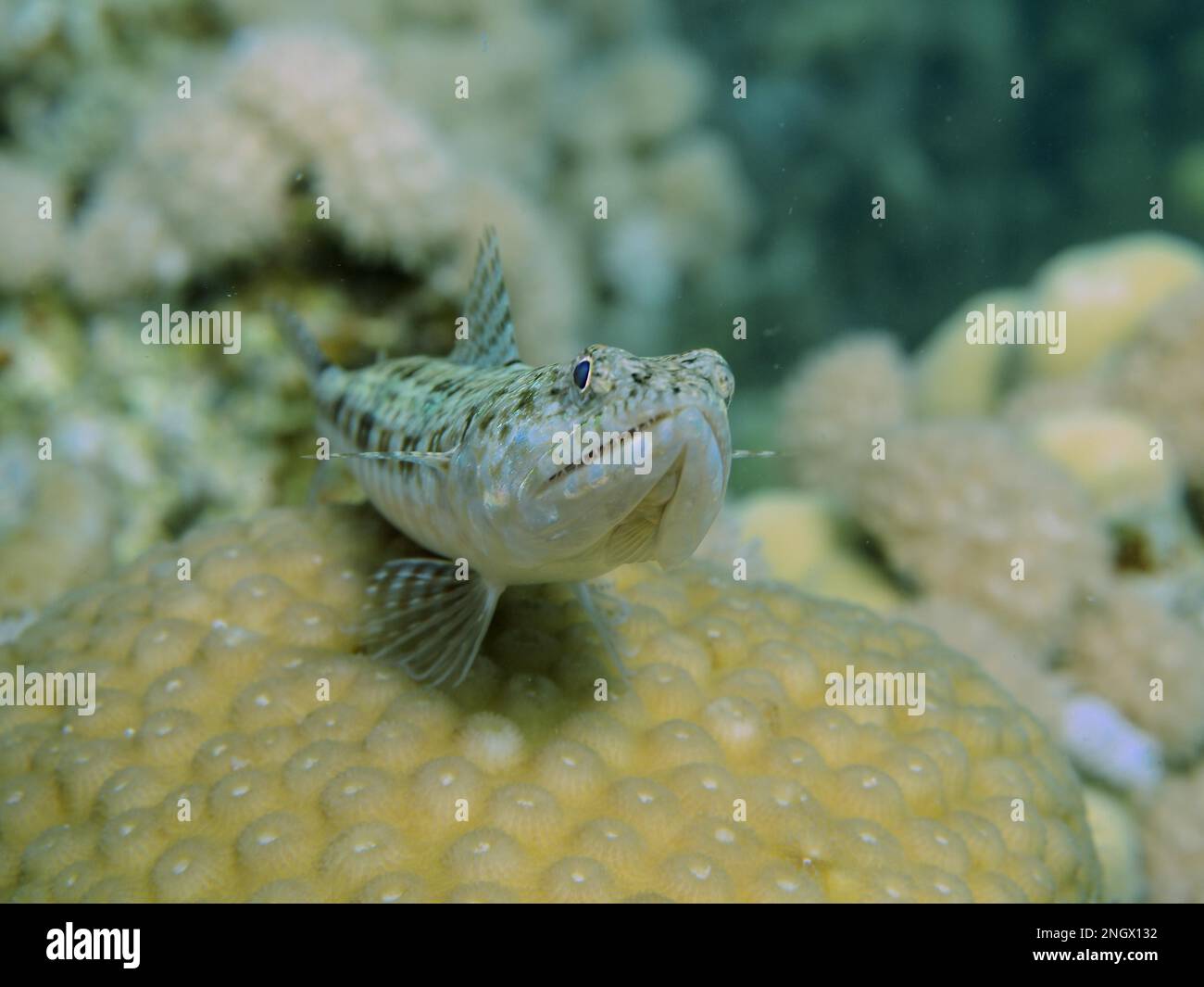 Portrait of variegated lizardfish (Synodus variegatus), Dive Site House ...