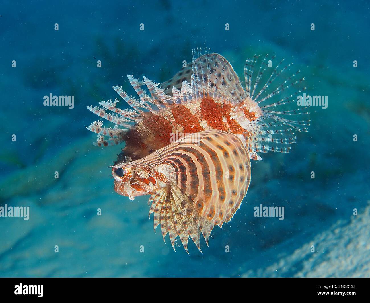 Red Sea Dwarf Lionfish (Dendrochirus hemprichi), Dive Site House Reef ...