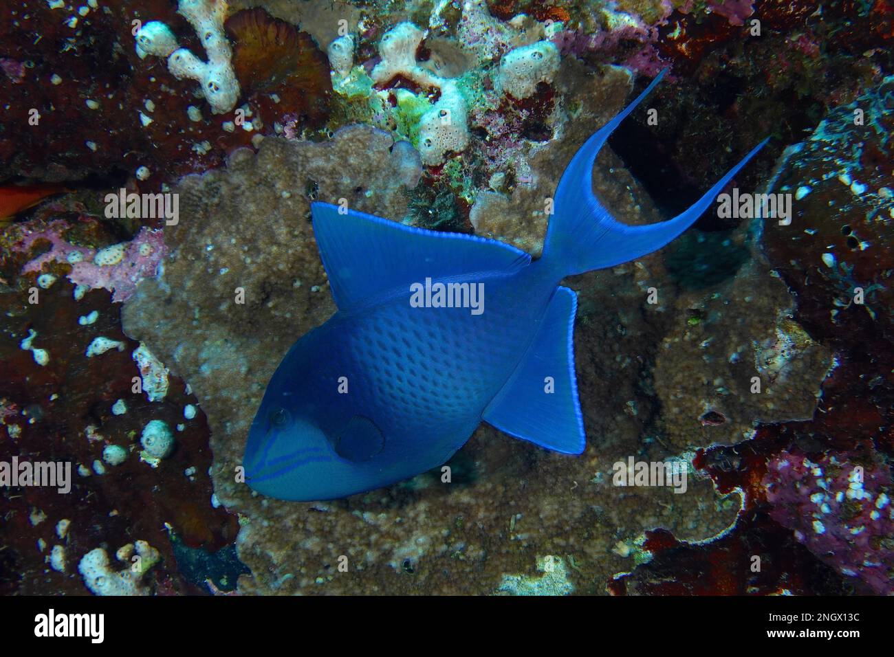 Redtoothed triggerfish odonus niger hi-res stock photography and images ...