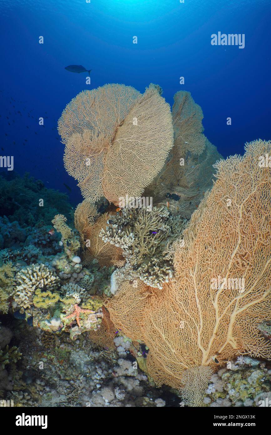 Giant sea fan (Annella mollis), Strait of Tiran dive site, Sinai, Egypt ...