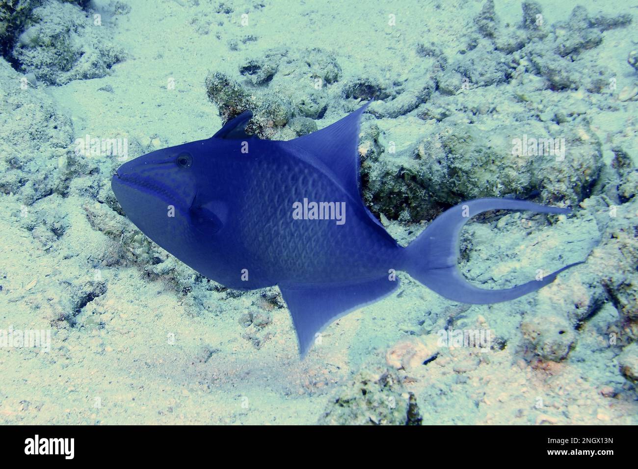 Redtoothed triggerfish (Odonus niger), Dive site House reef Mangrove ...