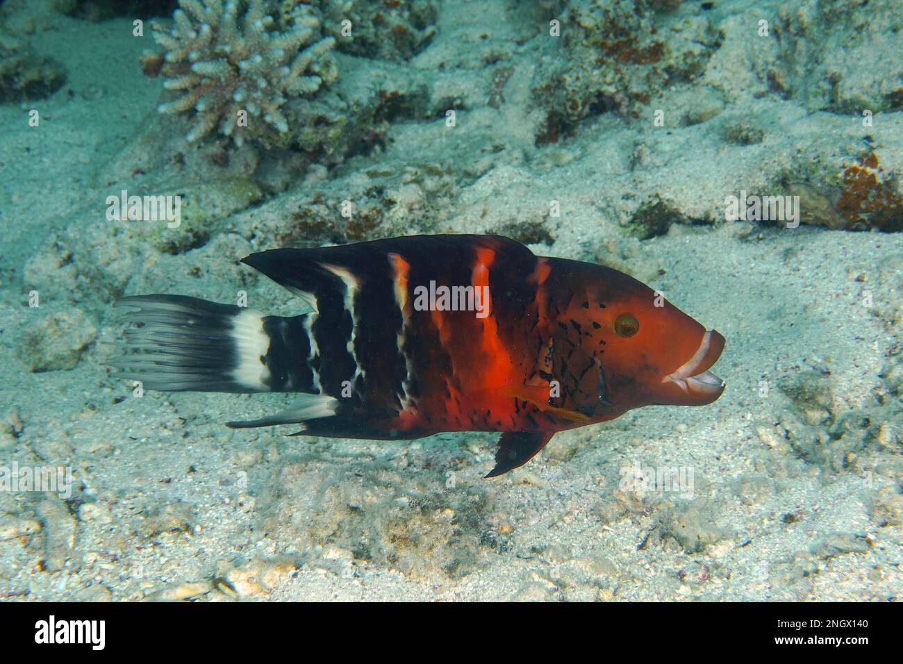 Redbreasted wrasse (Cheilinus fasciatus) (Cheilinus quinquecinctus ...
