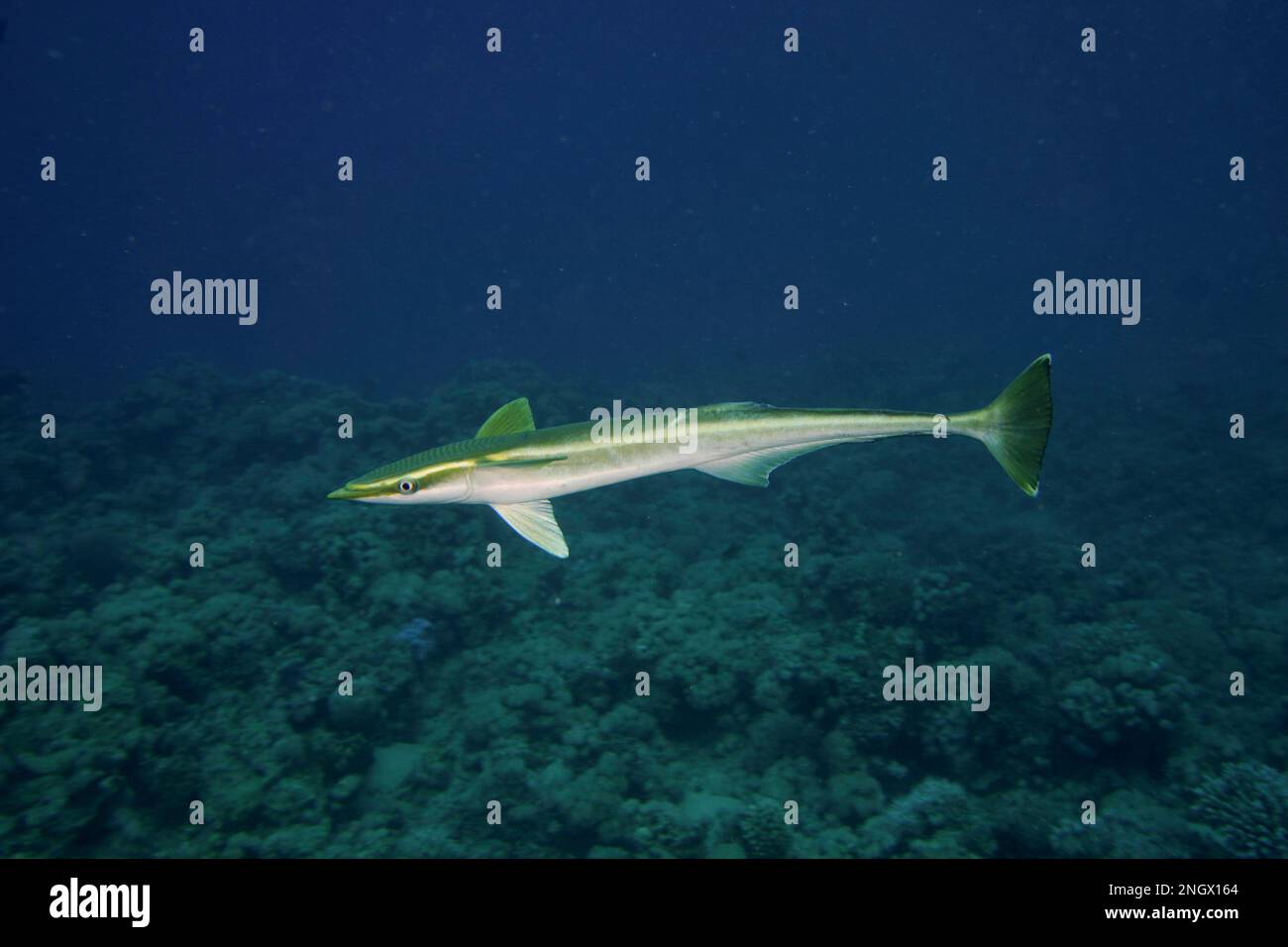 Free floating common remora (Remora remora), Marsa Shona reef dive site ...