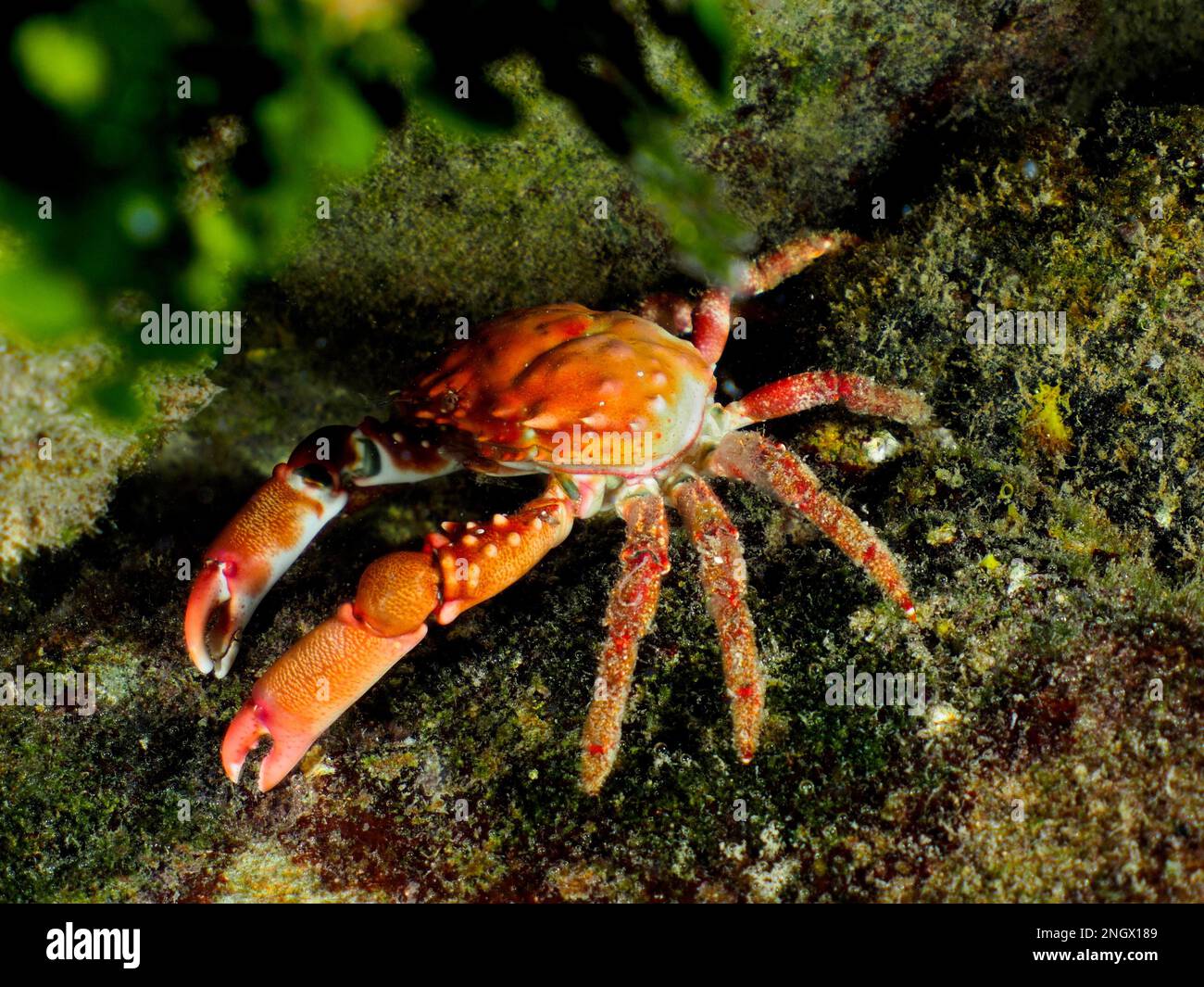 Red Mithraculus crab (Mithraculus forceps), crab, dive site John ...