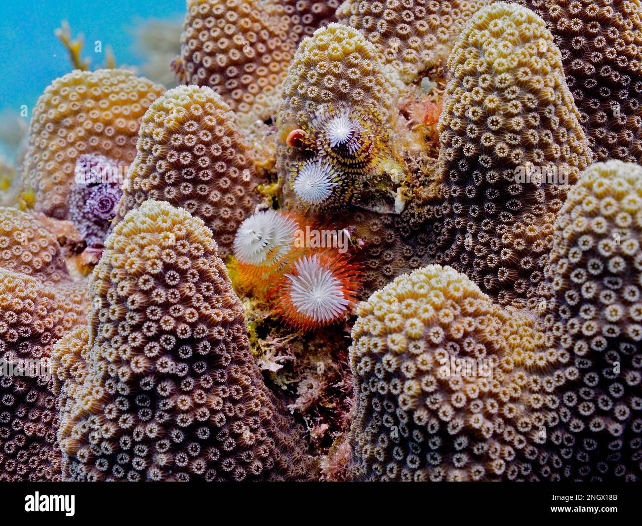 Christmas tree worm (Spirobranchus giganteus) on stone coral. Dive site ...