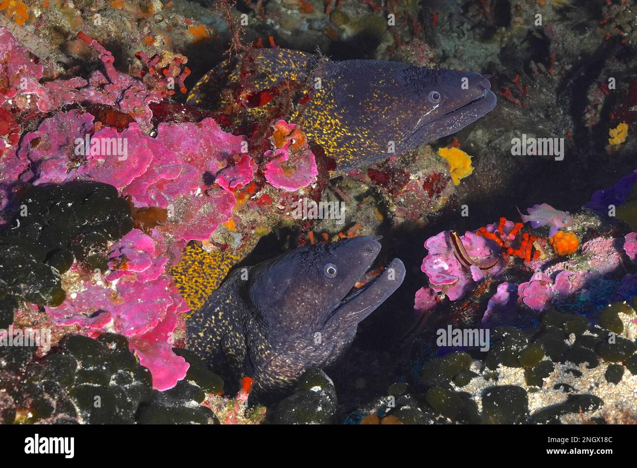 Two mediterranean morays (Muraena helena) in the Mediterranean Sea near ...