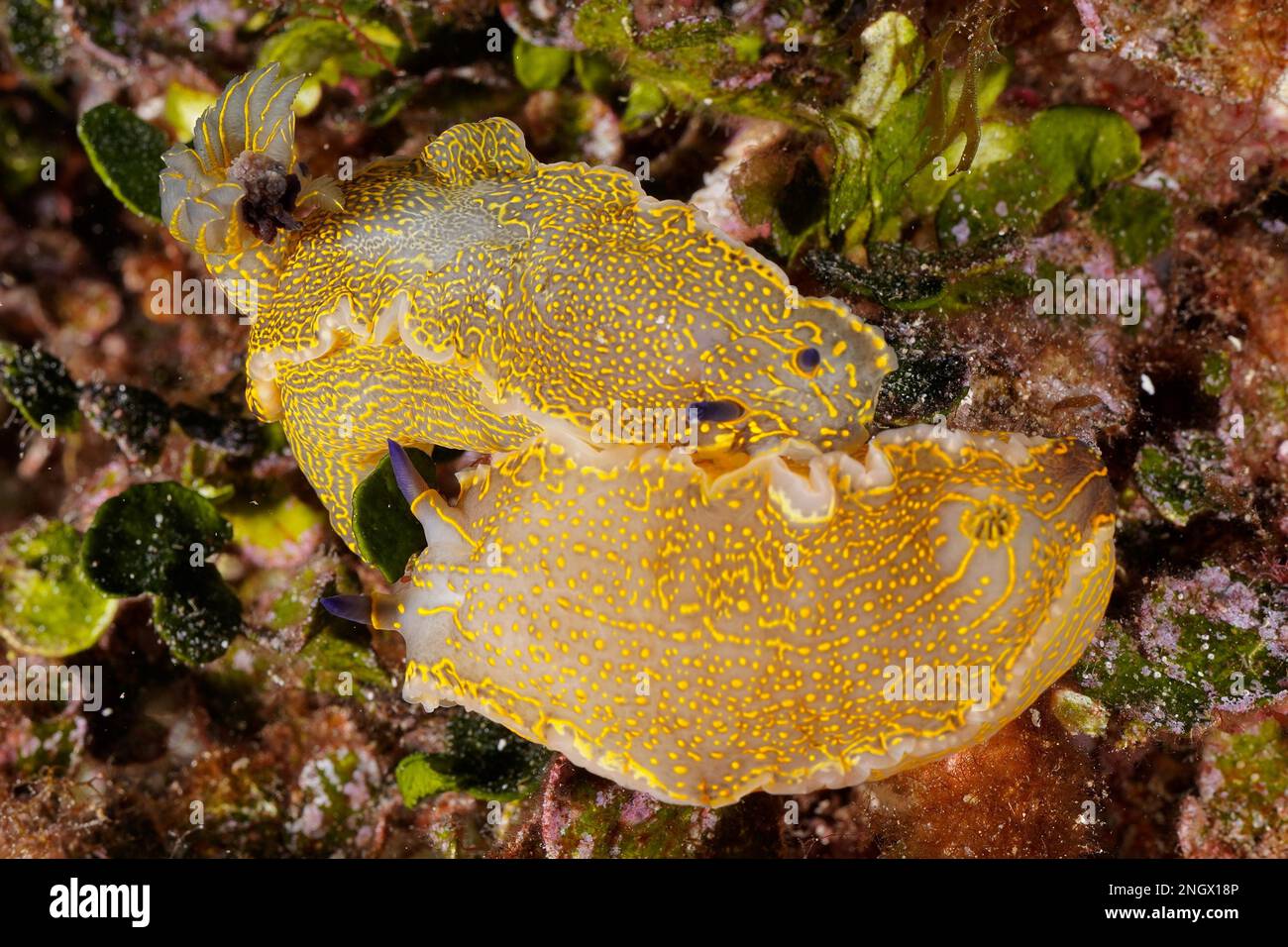 Yellow sea snail hi-res stock photography and images - Alamy