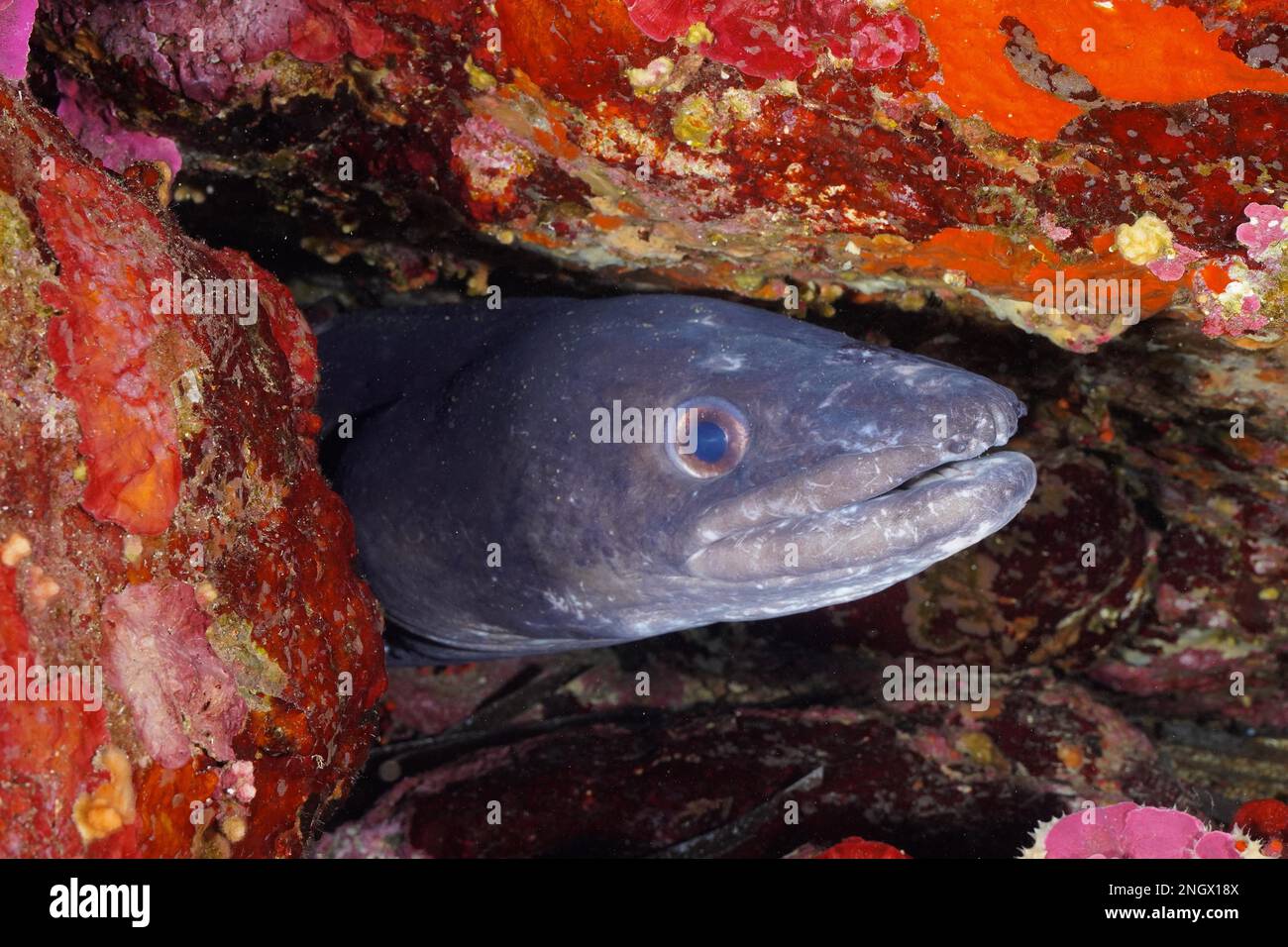 Conger eel underwater hi-res stock photography and images - Alamy