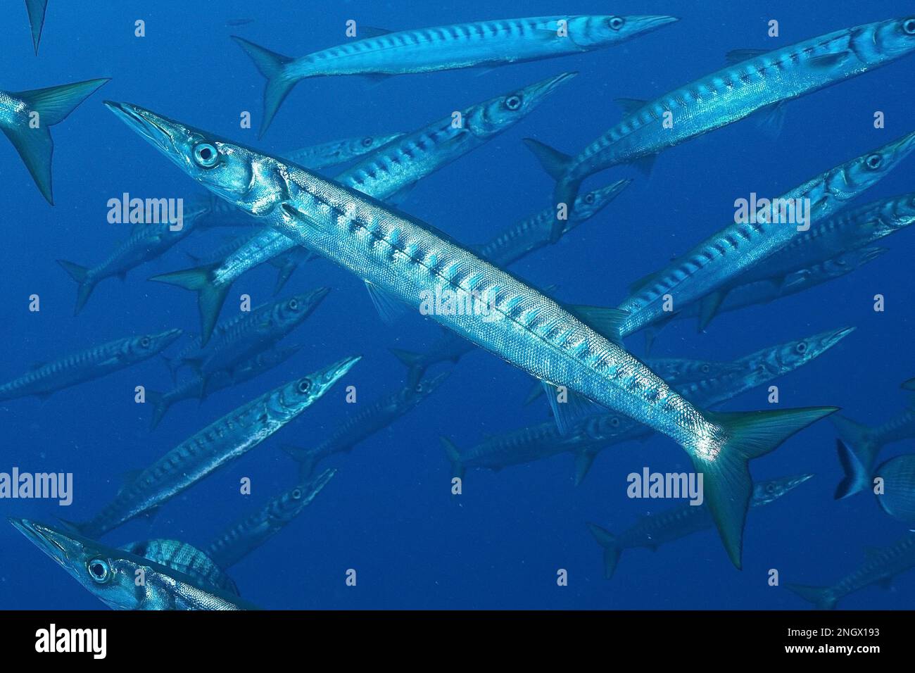 Group, shoal of european barracuda (Sphyraena sphyraena) near Hyeres ...