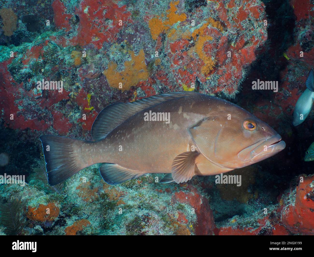 Black grouper (Mycteroperca bonaci), John Pennekamp Coral Reef State ...
