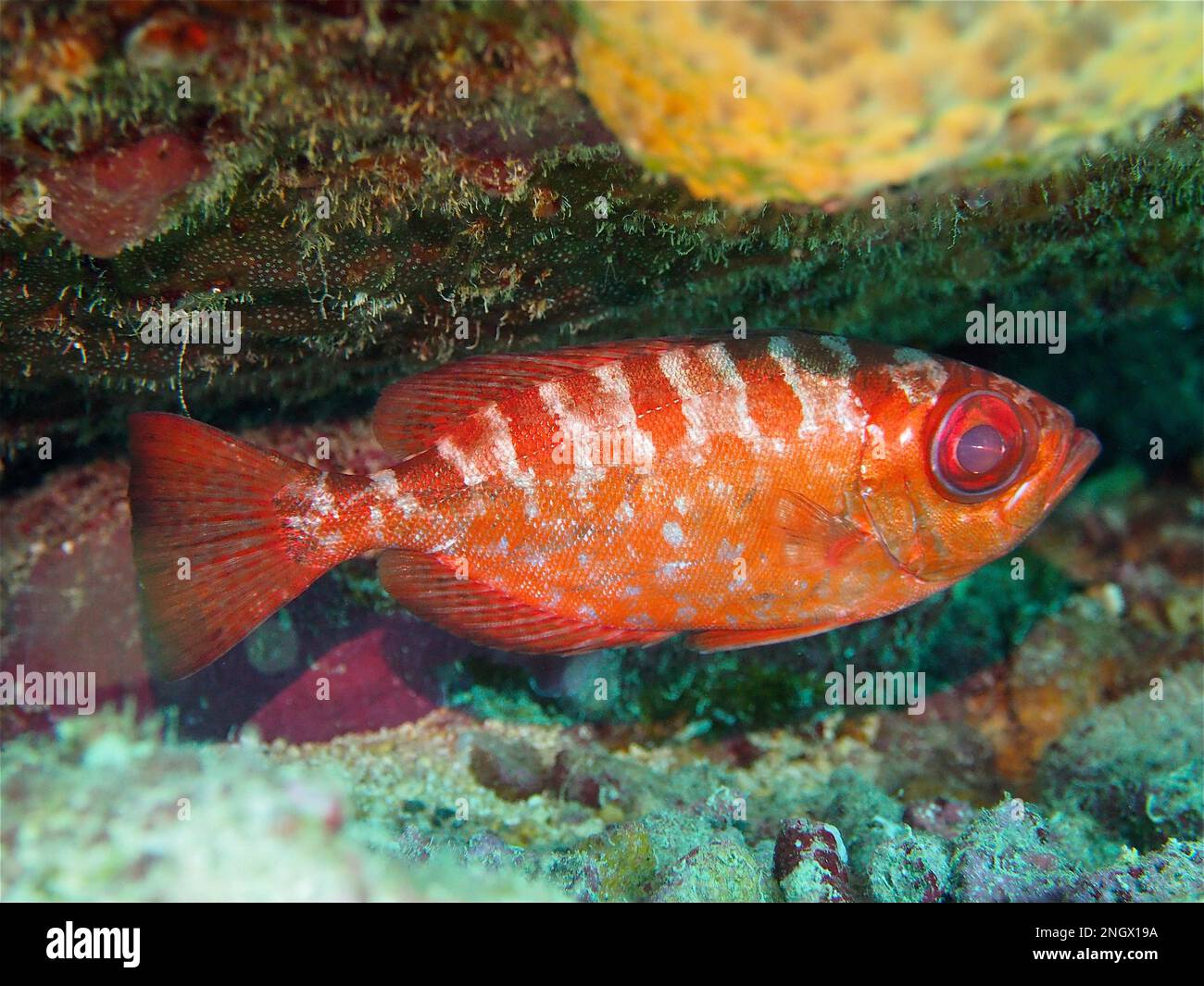 Atlantic bigeye bass (Priacanthus arenatus), John Pennekamp Coral Reef ...