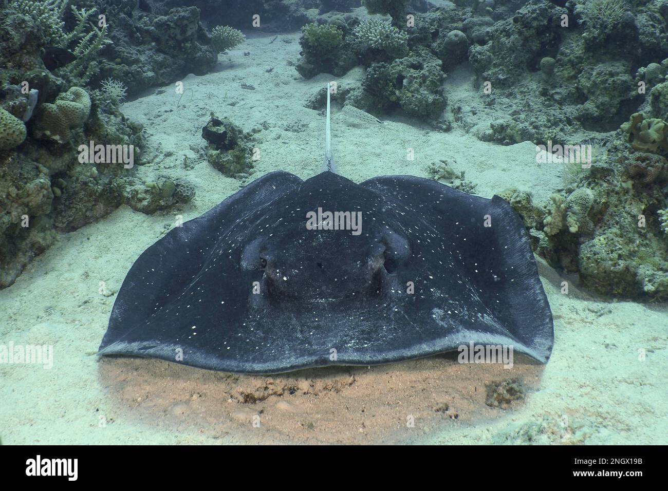 Black spotted ray hi-res stock photography and images - Alamy