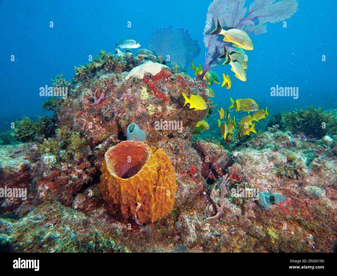 Giant barrel sponge (Xestospongia muta) in typical Caribbean reef ...