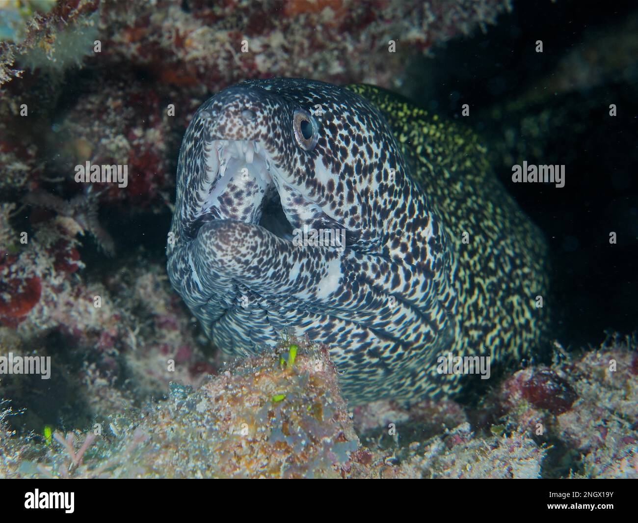 Spotted moray (Gymnothorax moringa), dive site Blue Heron Bridge, Phil ...