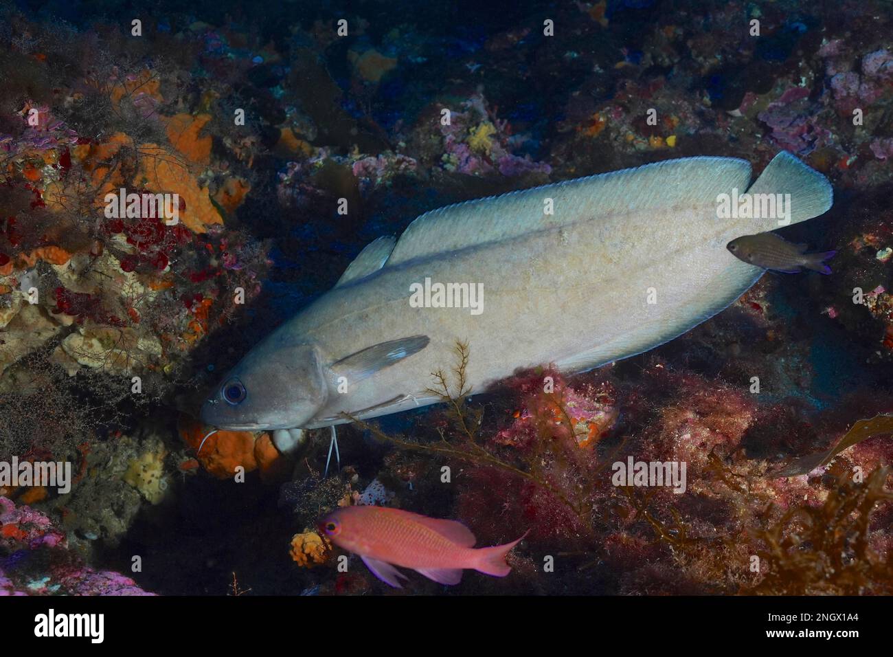 Dark forkbeard (Phycis phycis), light colouration, in the Mediterranean ...