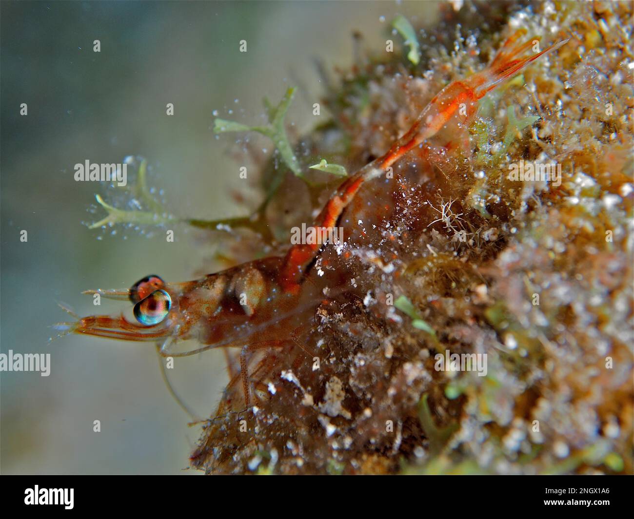 Caribbean velvet shrimp (Metapenaeopsis goodei), shrimp, dive site John ...