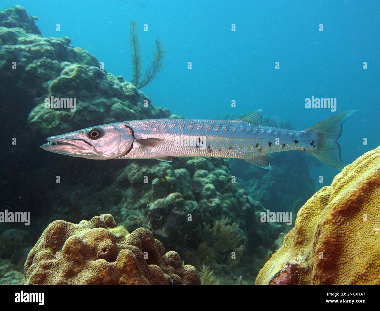 Great barracuda (Sphyraena barracuda), dive site John Pennekamp Coral ...