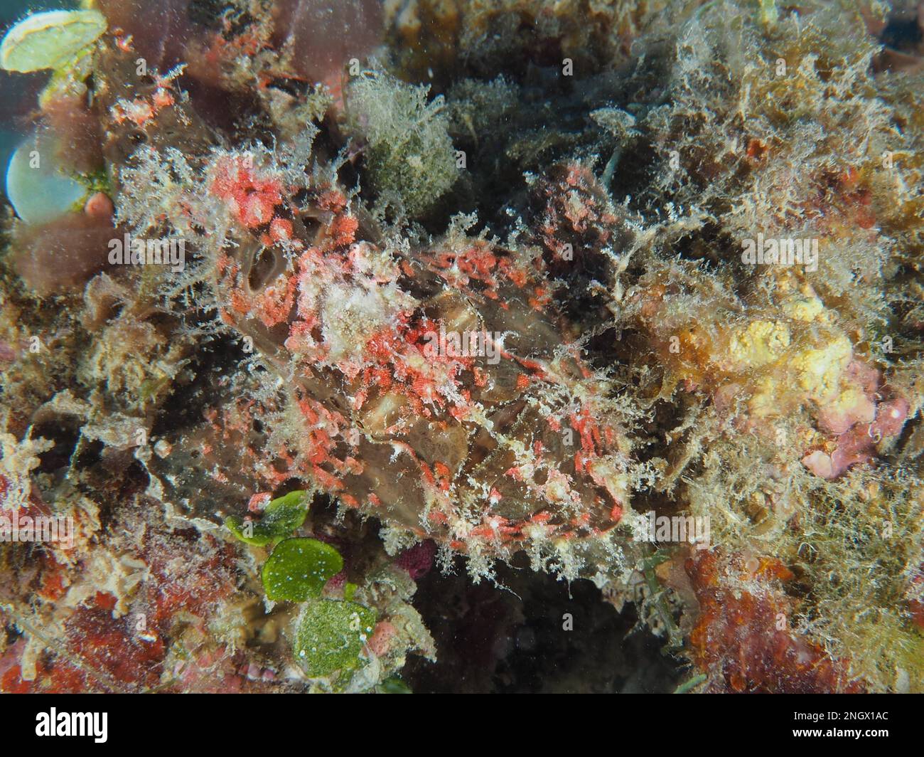 Well camouflaged Giant Frogfish (Antennarius commerson), Dive Site ...