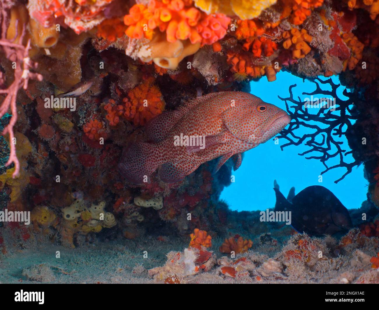 Caribbean grouper (Cephalopholis cruentata) . Dive site Wreck of the ...