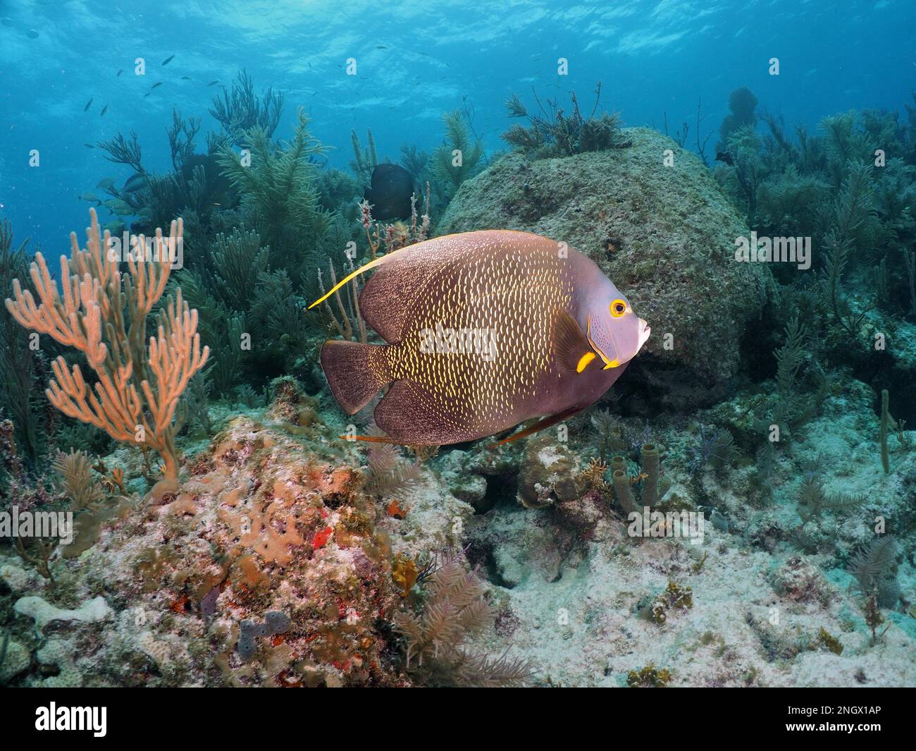 French angelfish (Pomacanthus paru) in typical Caribbean reef landscape ...