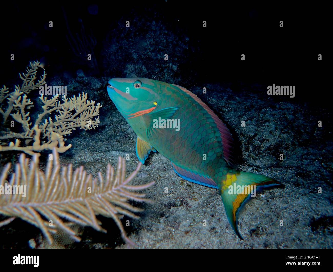 Stoplight parrotfish (Sparisoma viride) at night. Dive site John ...
