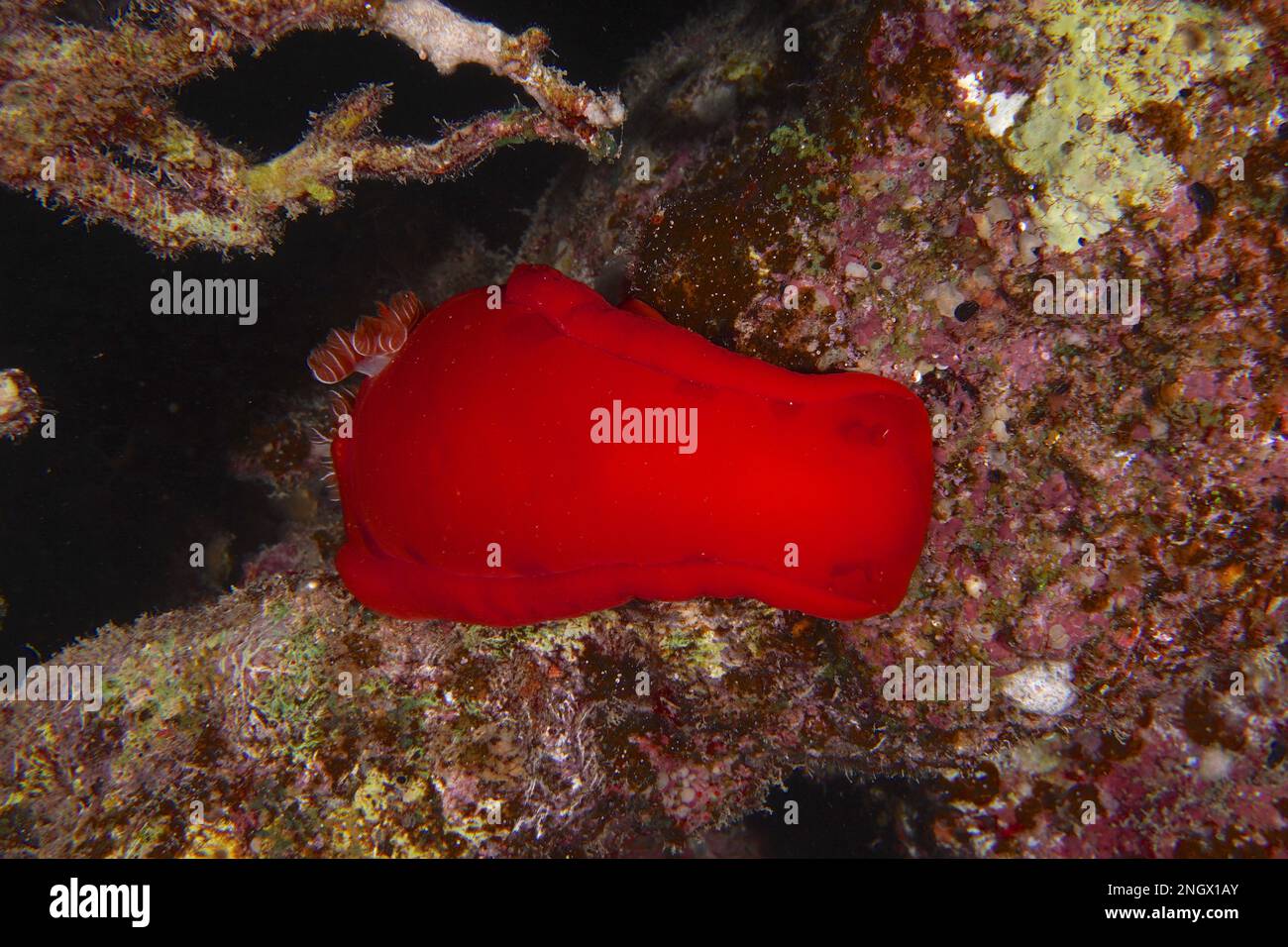 Spanish dancer (Hexabranchus sanguineus) at night. Dive site Abu Dabab ...