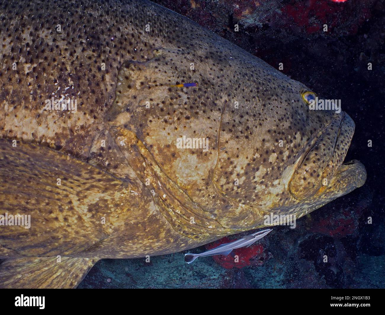 Close-up of atlantic goliath grouper (Epinephelus itajara) at night ...
