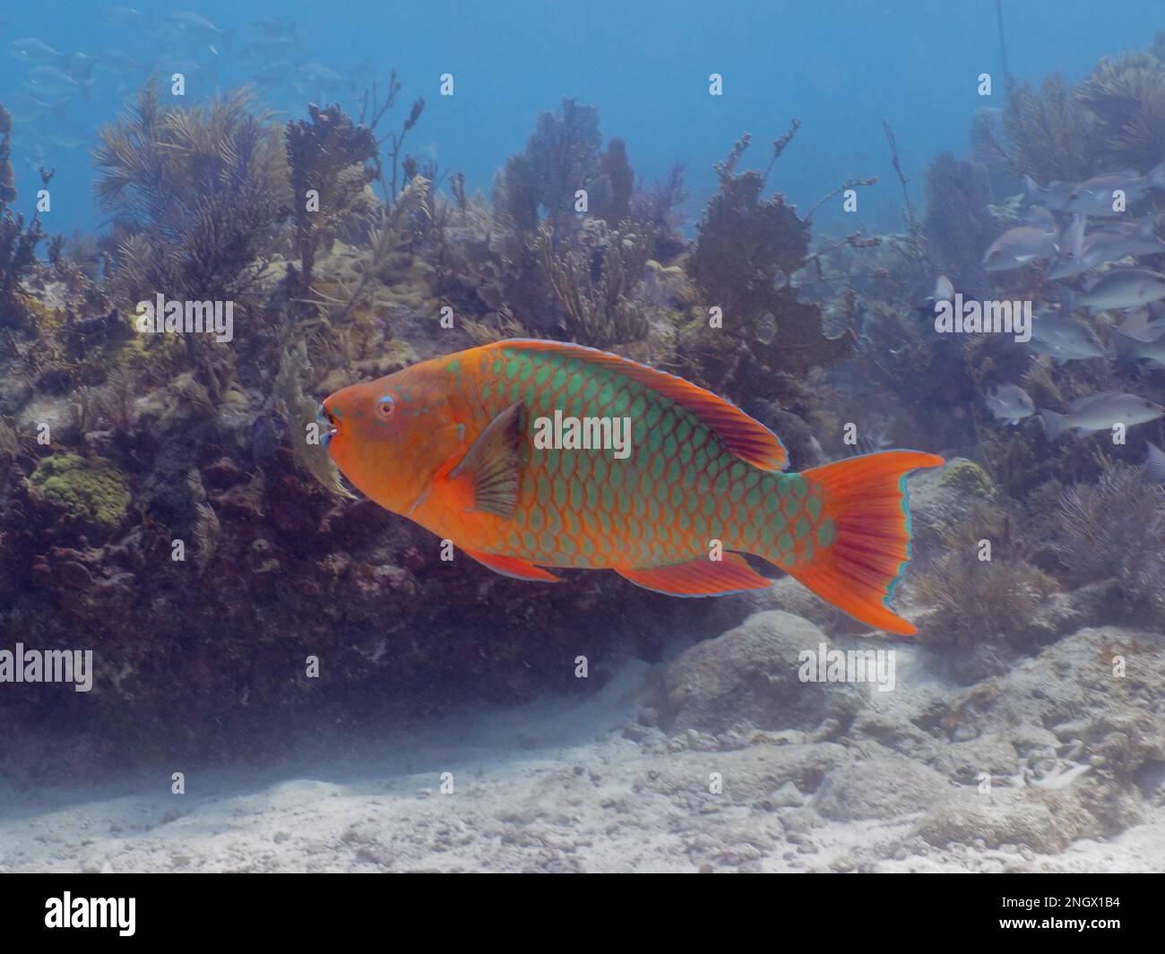 Rainbow parrotfish hi-res stock photography and images - Alamy