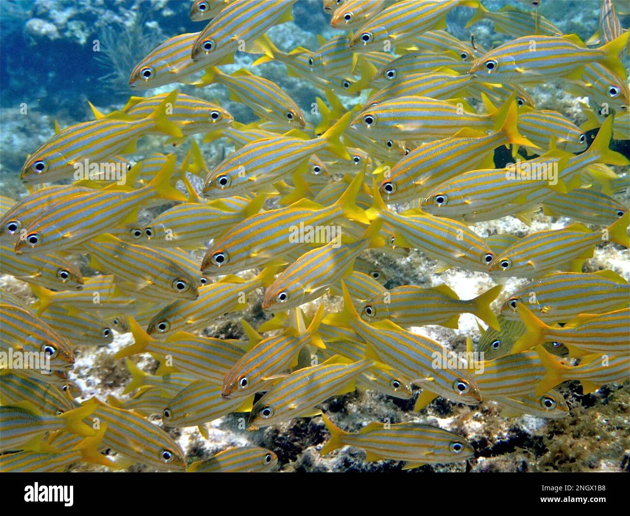 Shoal, group of smallmouth grunt (Haemulon chrysargyreum), dive site ...