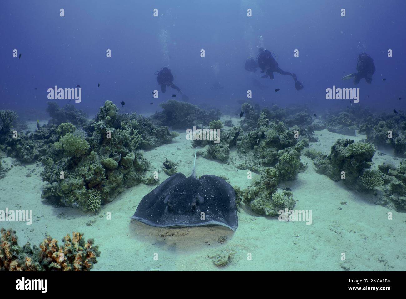 Blackspotted stingray (Taeniura meyeni), Several divers in the ...