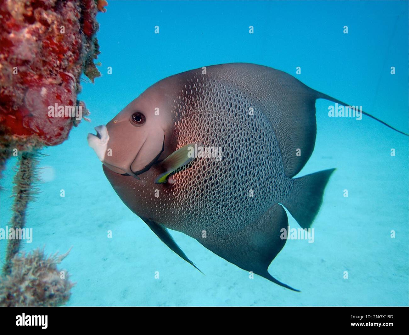 Gray angelfish (Pomacanthus arcuatus), dive site John Pennekamp Coral ...