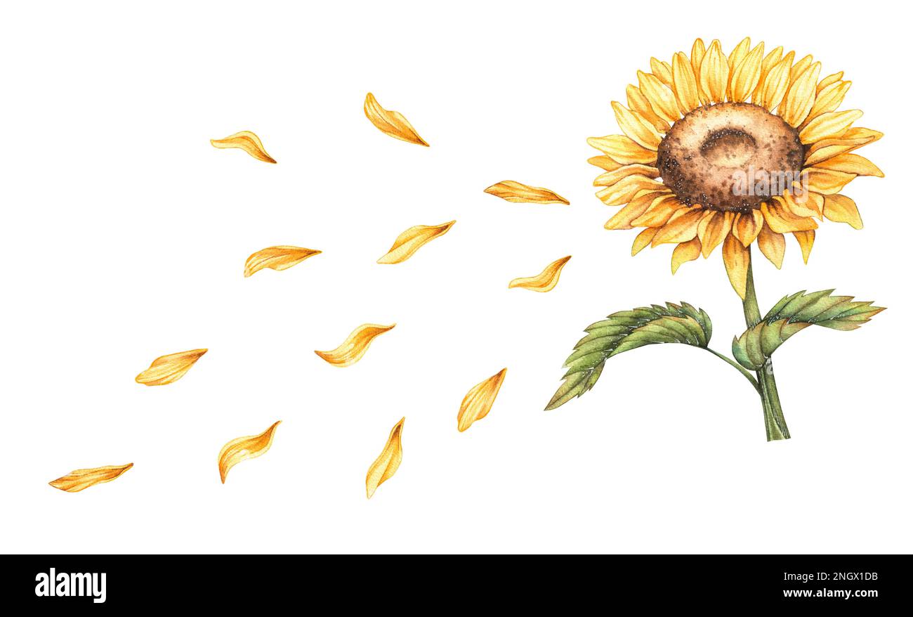 Watercolor sunflower with flying petals on white background for design ...