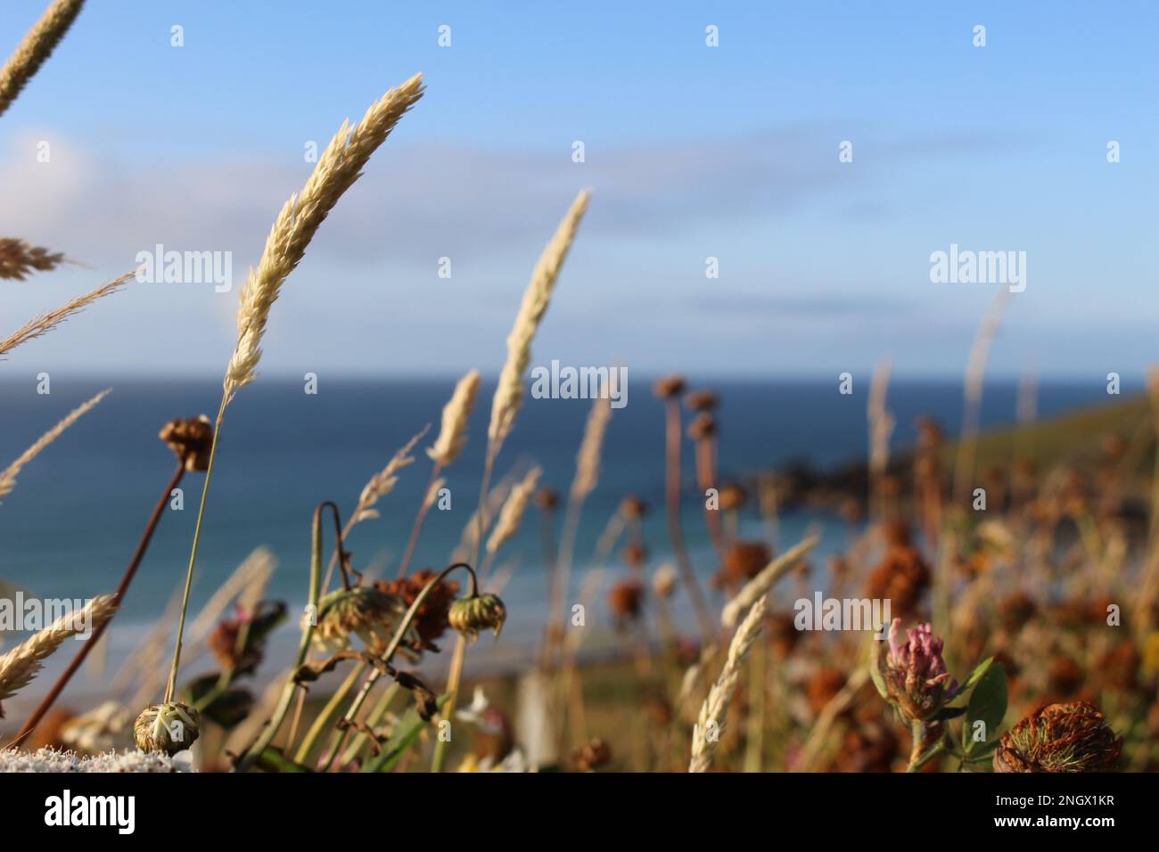 Long grass and other meadow plants at the seashore Cornish beachside ...