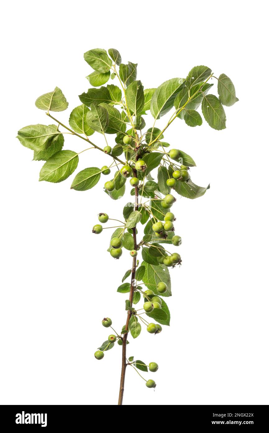 Cherry apple (Malus baccata), berry, shrub, white background Stock ...