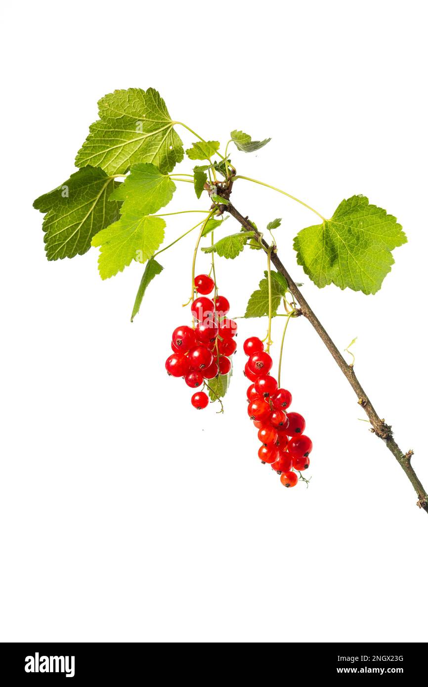 Redcurrant (Ribes rubrum), fruit, berry, bush, white background Stock ...