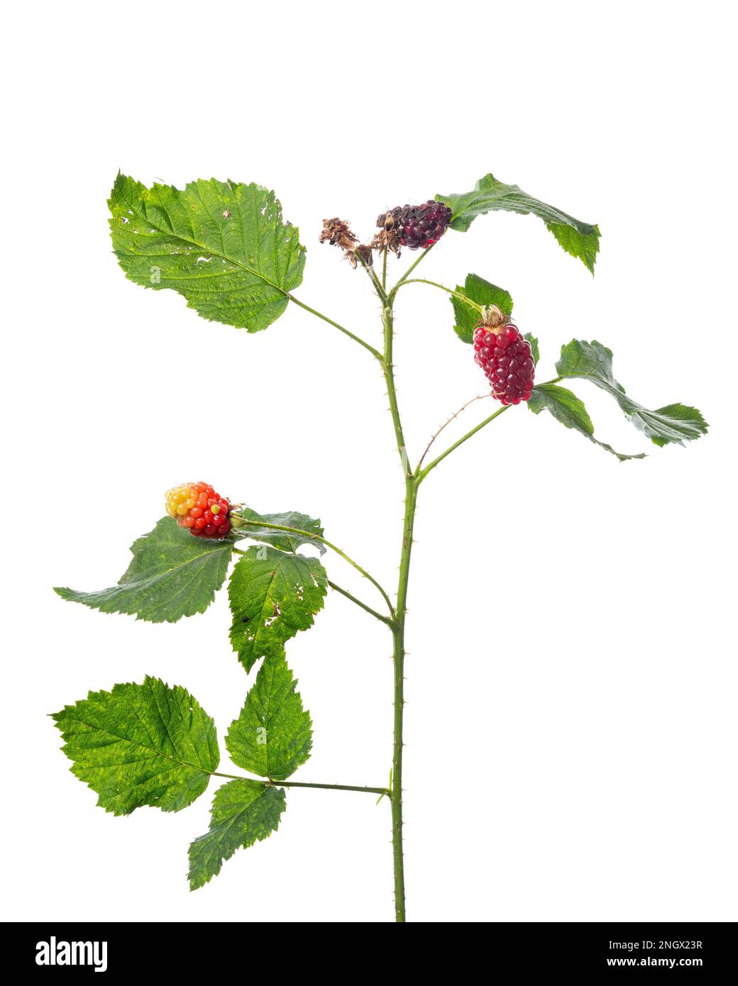 Tayberry fruit Cut Out Stock Images & Pictures - Alamy