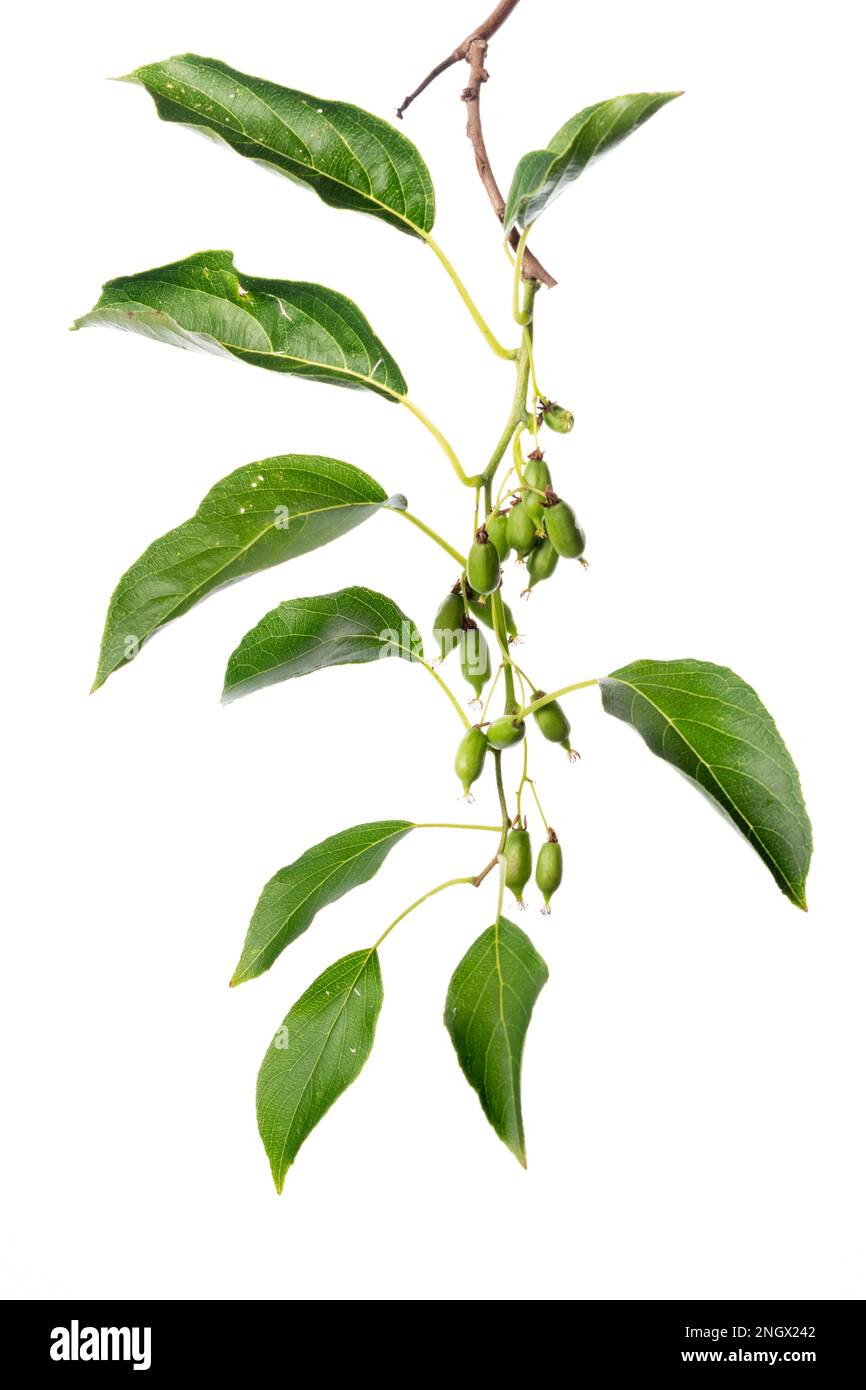 Hardy kiwi (ACTINIDIA ARGUTA), shrub, plant, white background Stock ...