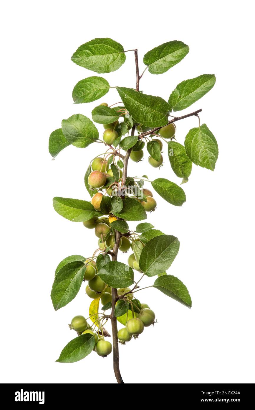 Cherry apple (Malus baccata), shrub, white background Stock Photo - Alamy