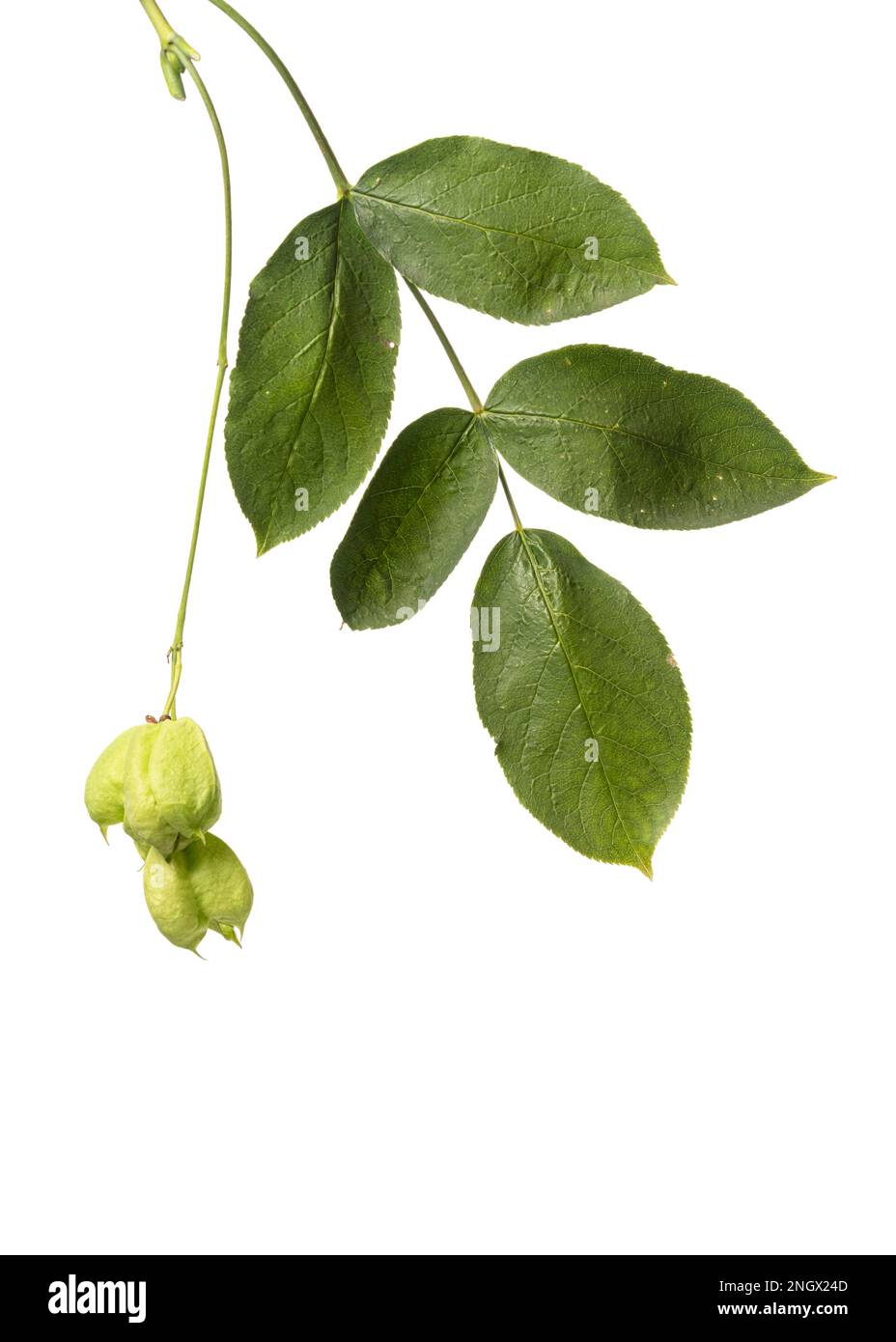 European bladdernut (Staphylea pinnata), garden, plant, Hoeltinghausen ...