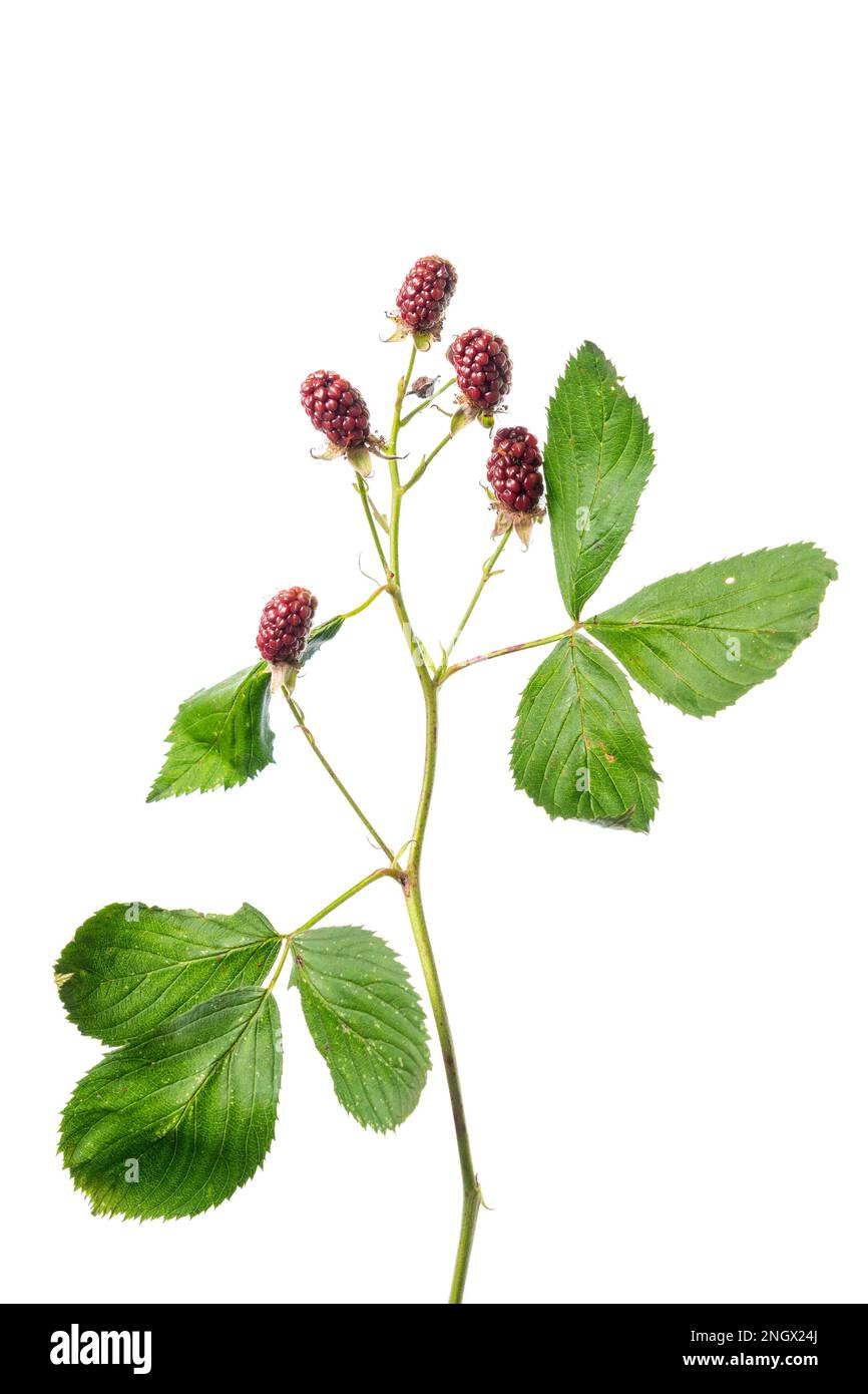 Blackberry (Rubus fruticosus Navaho R), shrub, fruit, berry, white ...