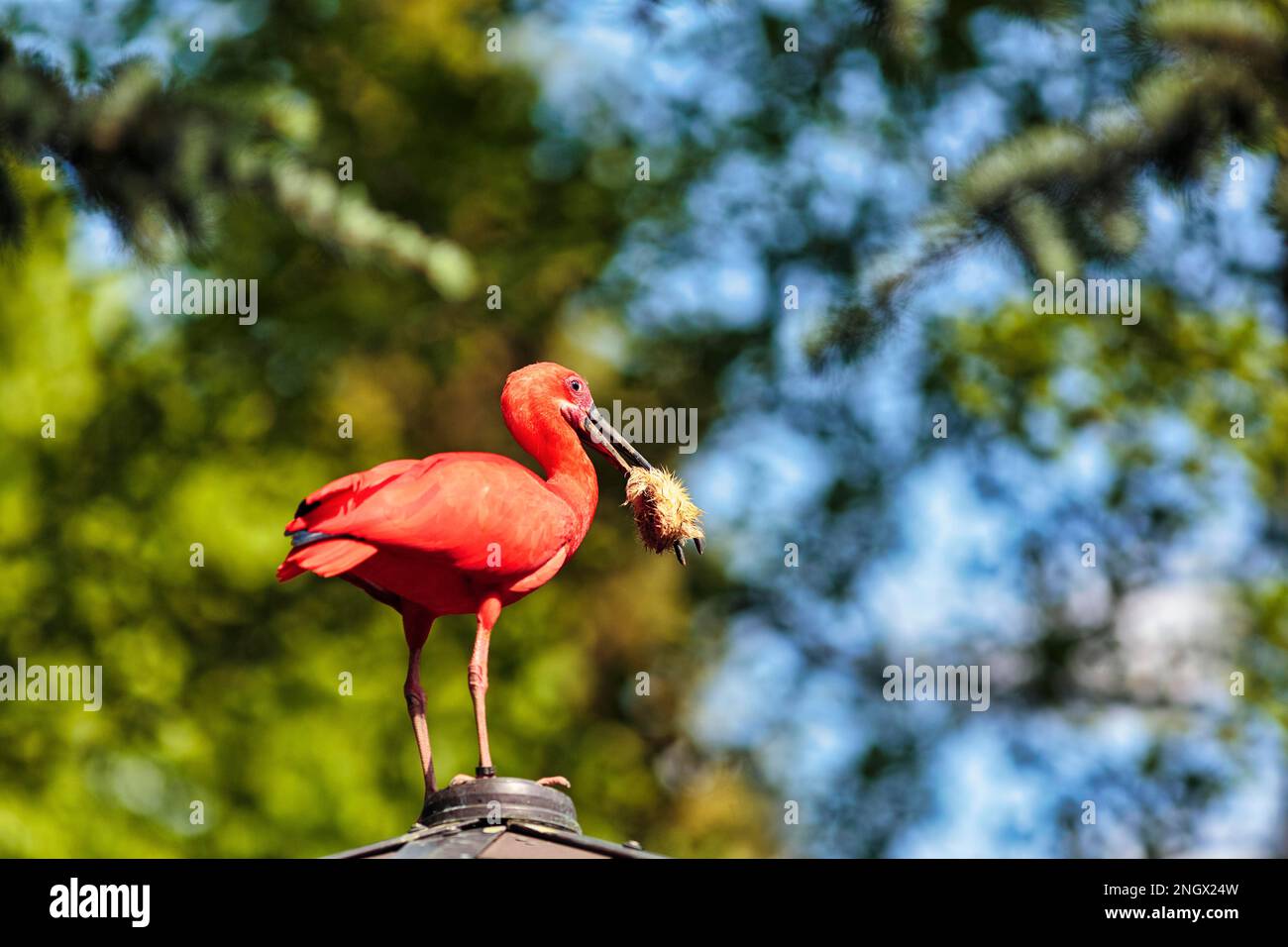 Scarlet ibises in the city hi-res stock photography and images - Alamy