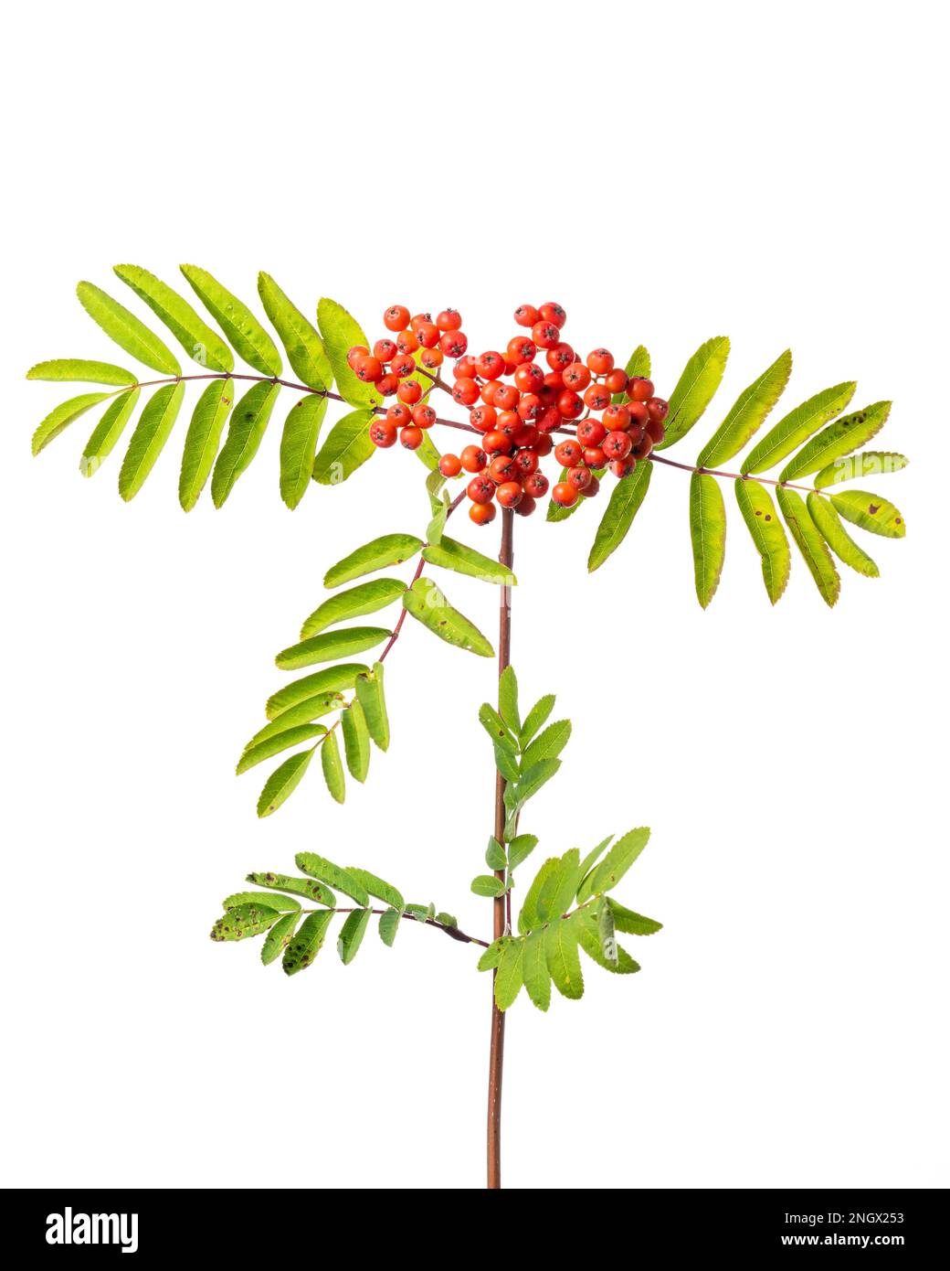 Mountain ash, european rowan (Sorbus aucuparia), shrub, tree, white ...