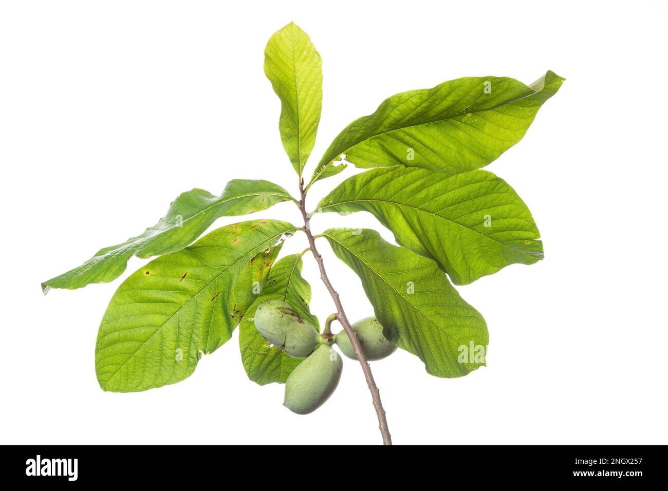 Paw-paw (Asimina triloba), Papau, shrub, white background Stock Photo ...