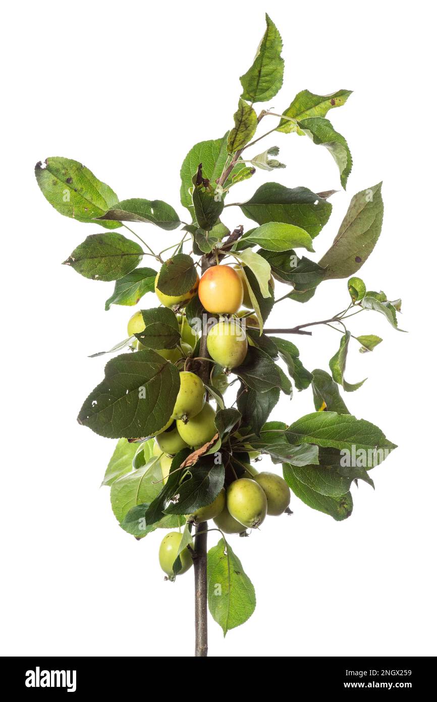 Apple tree (Malus), shrub, white background Stock Photo - Alamy