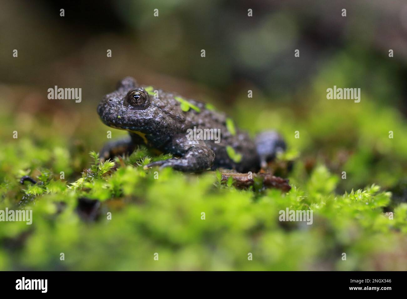 Yellow bellied puddle frog hi-res stock photography and images - Alamy