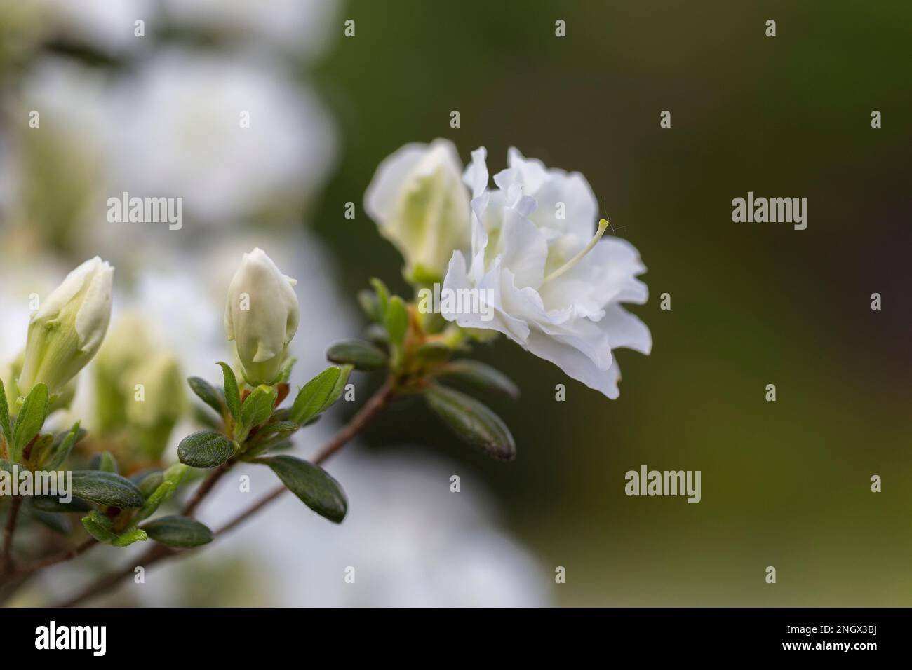 White rhododendron in a modern garden in landscaping. White ...
